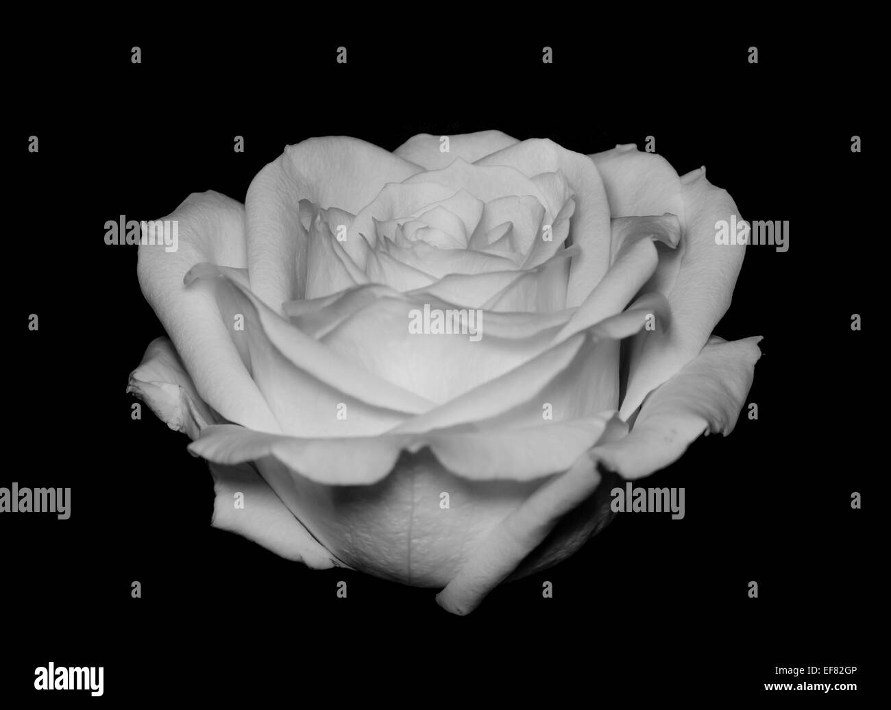 A monochrome contemporary image of a rose flower head in its most ...