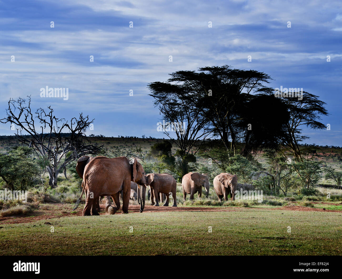 African Elephants Kenya Stock Photo - Alamy