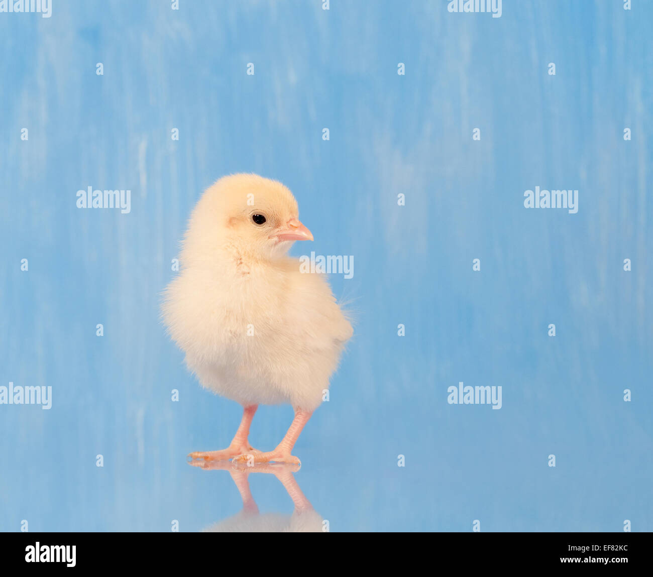 Tiny pale yellow easter chick against blue background, with copy space ...