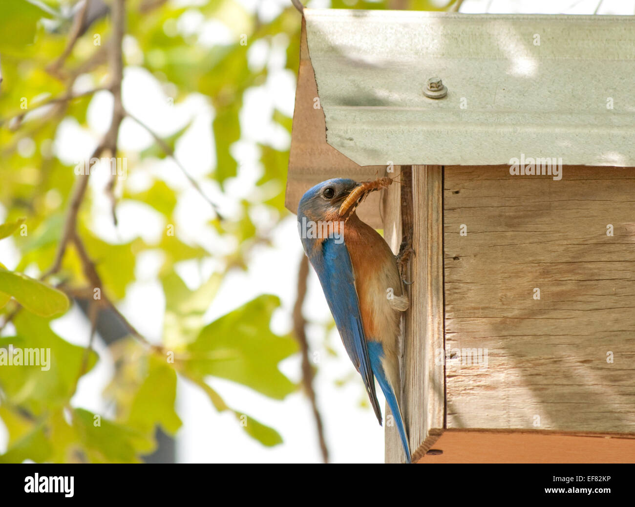 Male Eastern Bluebird at nest box bringing insects for hatchlings Stock ...