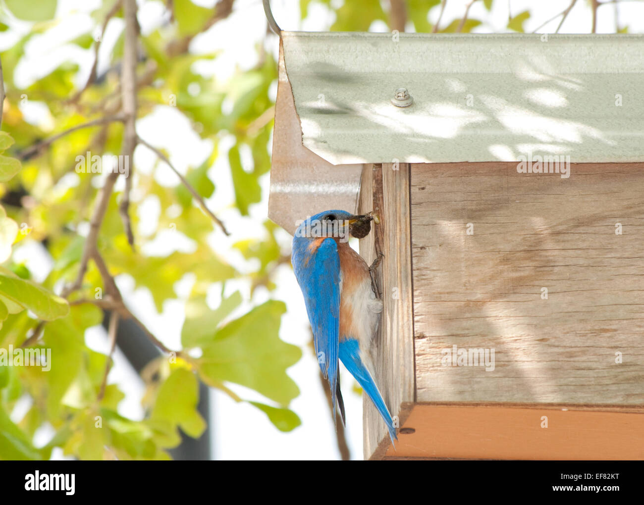 Male Eastern Bluebird at nest box bringing food for his young Stock ...