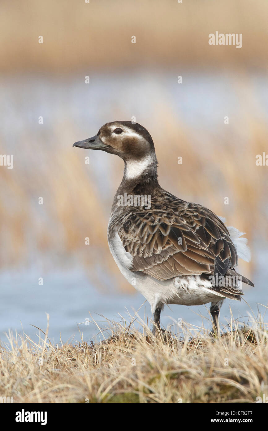 Female long tailed duck summer hi-res stock photography and images - Alamy