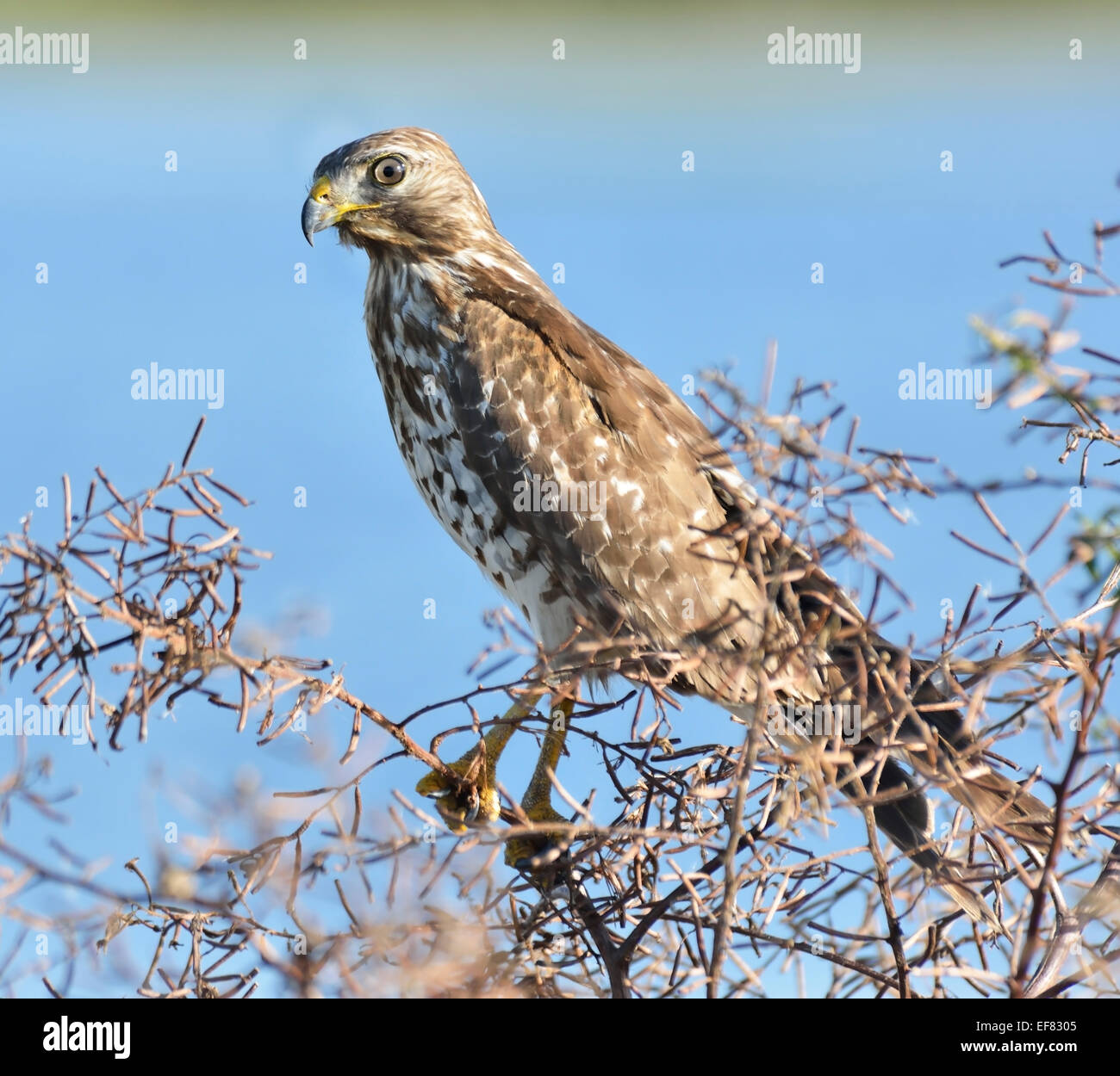 Sparrowhawk feather hi-res stock photography and images - Alamy