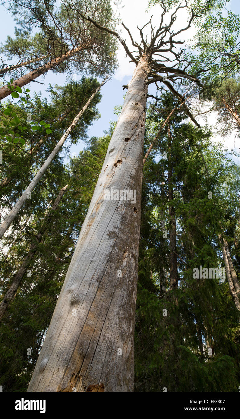 Dead Pine Tree Trunk High Resolution Stock Photography and Images - Alamy
