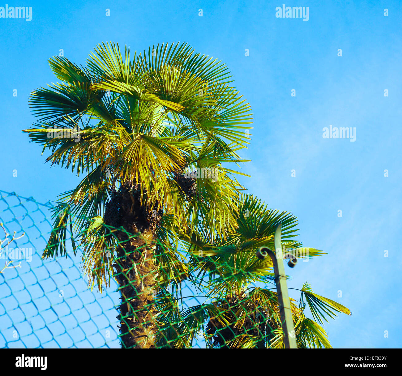 Palm tree over blue hi-res stock photography and images - Alamy