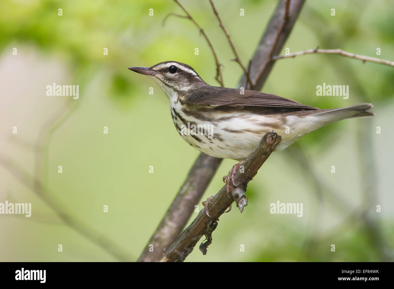 Louisiana Waterthrush - Seiurus motacilla Stock Photo - Alamy