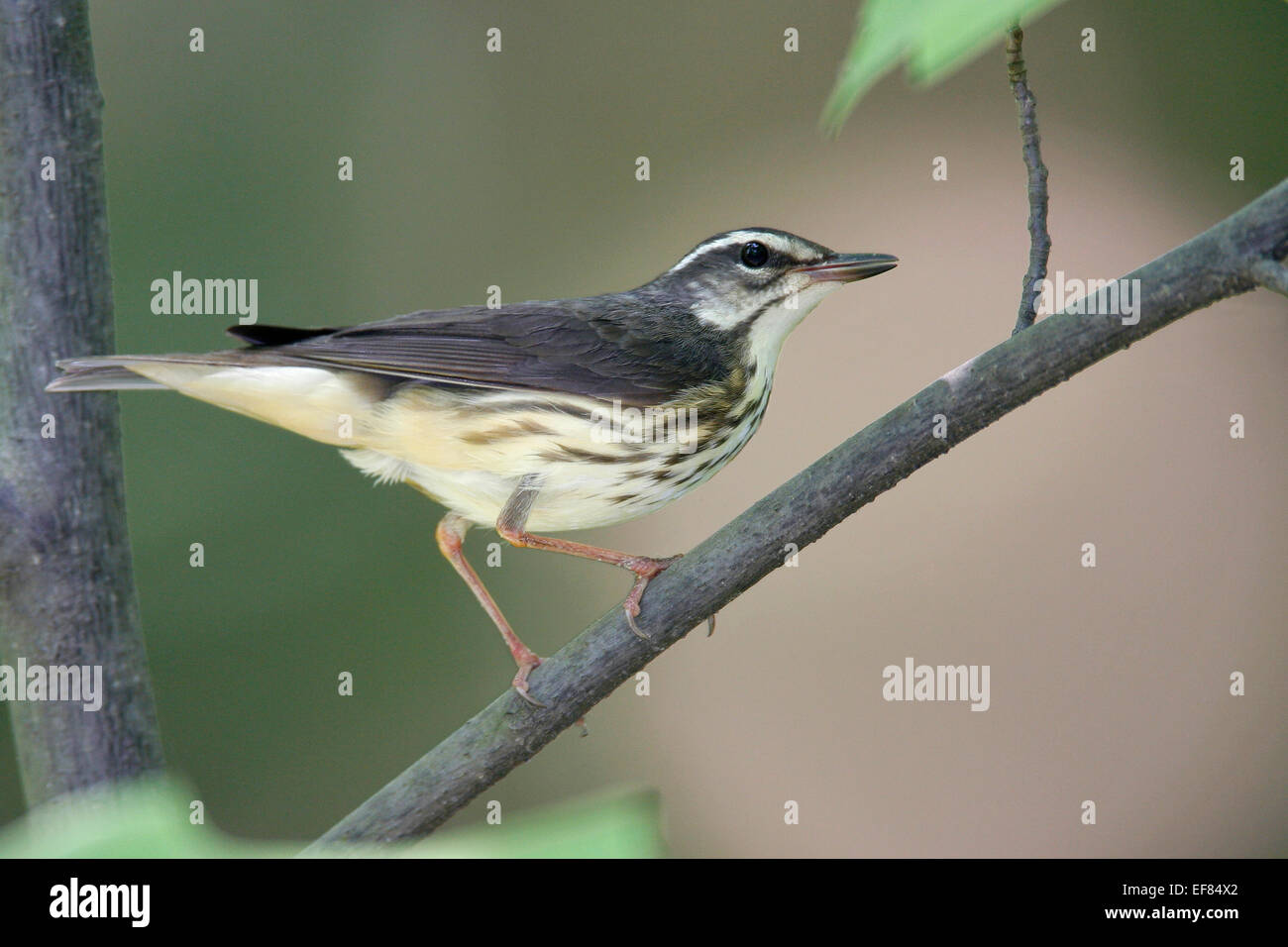 Louisiana Waterthrush - Seiurus motacilla Stock Photo - Alamy