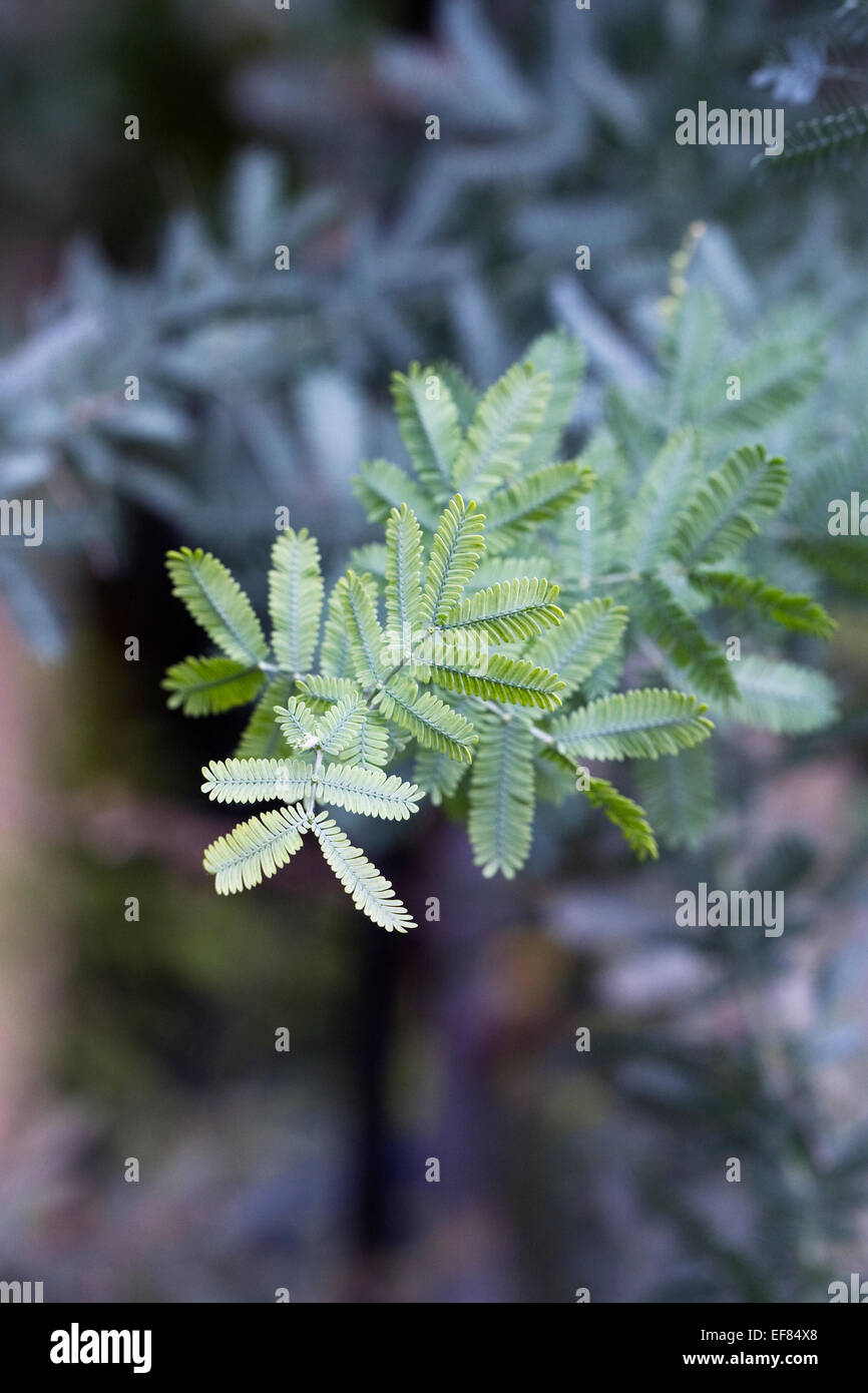 Acacia shrubs hi-res stock photography and images - Alamy