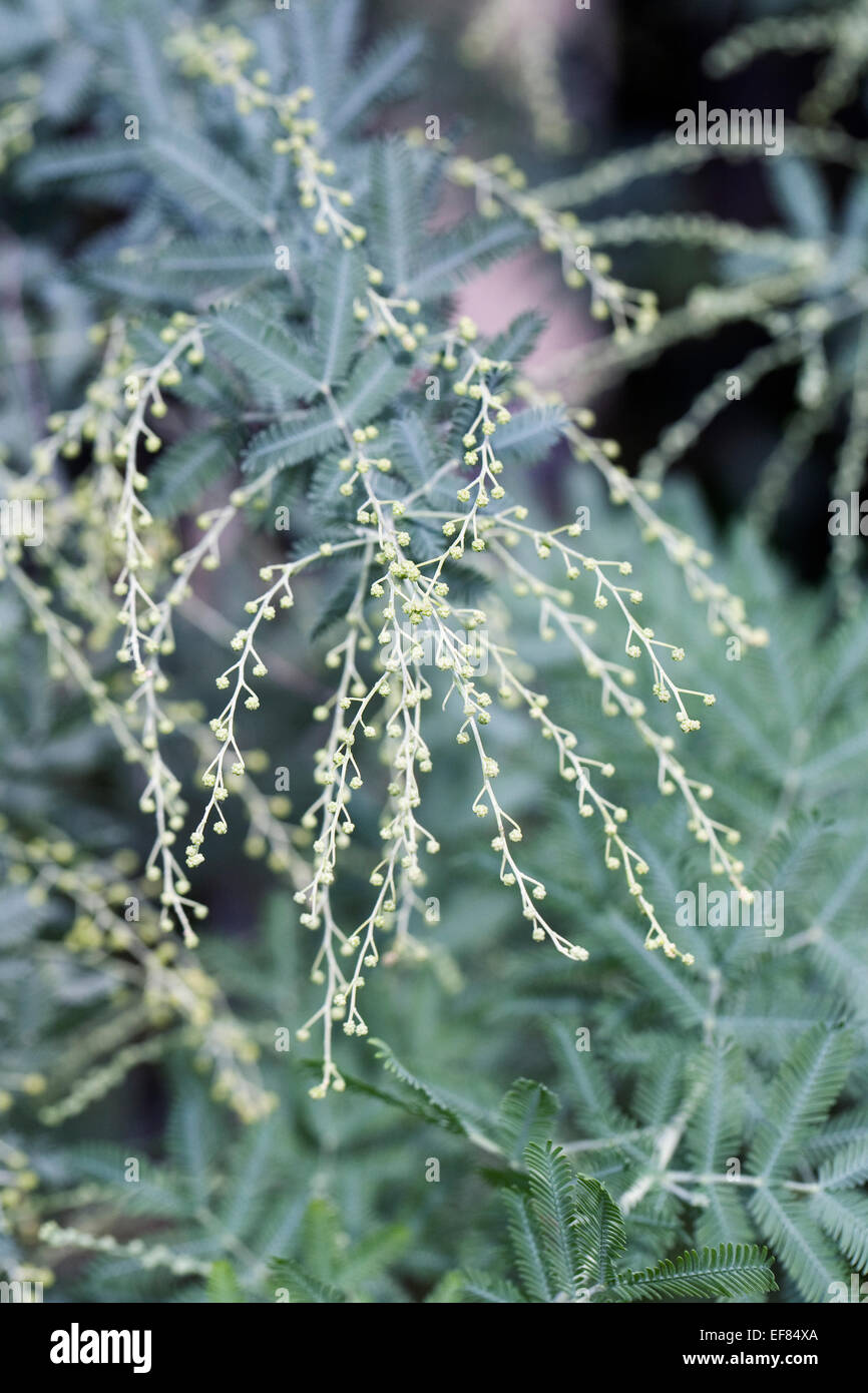 Acacia baileyana. Cootamundra wattle shrub growing in a protected ...