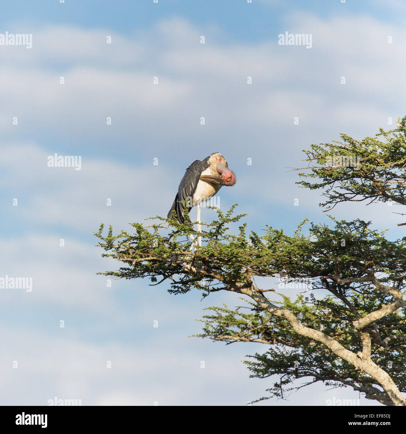 Stork in tree Stock Photo - Alamy