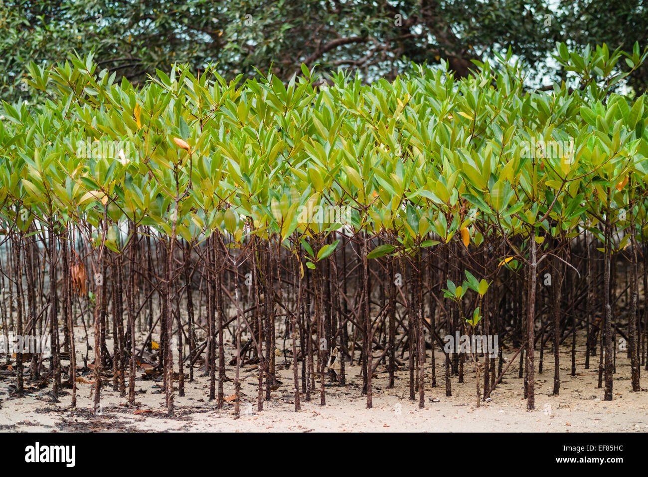 young mangrove trees Stock Photo - Alamy