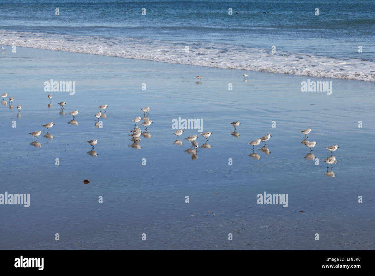 Flock of western snowy plovers running along Drakes Beach - Point Reyes ...