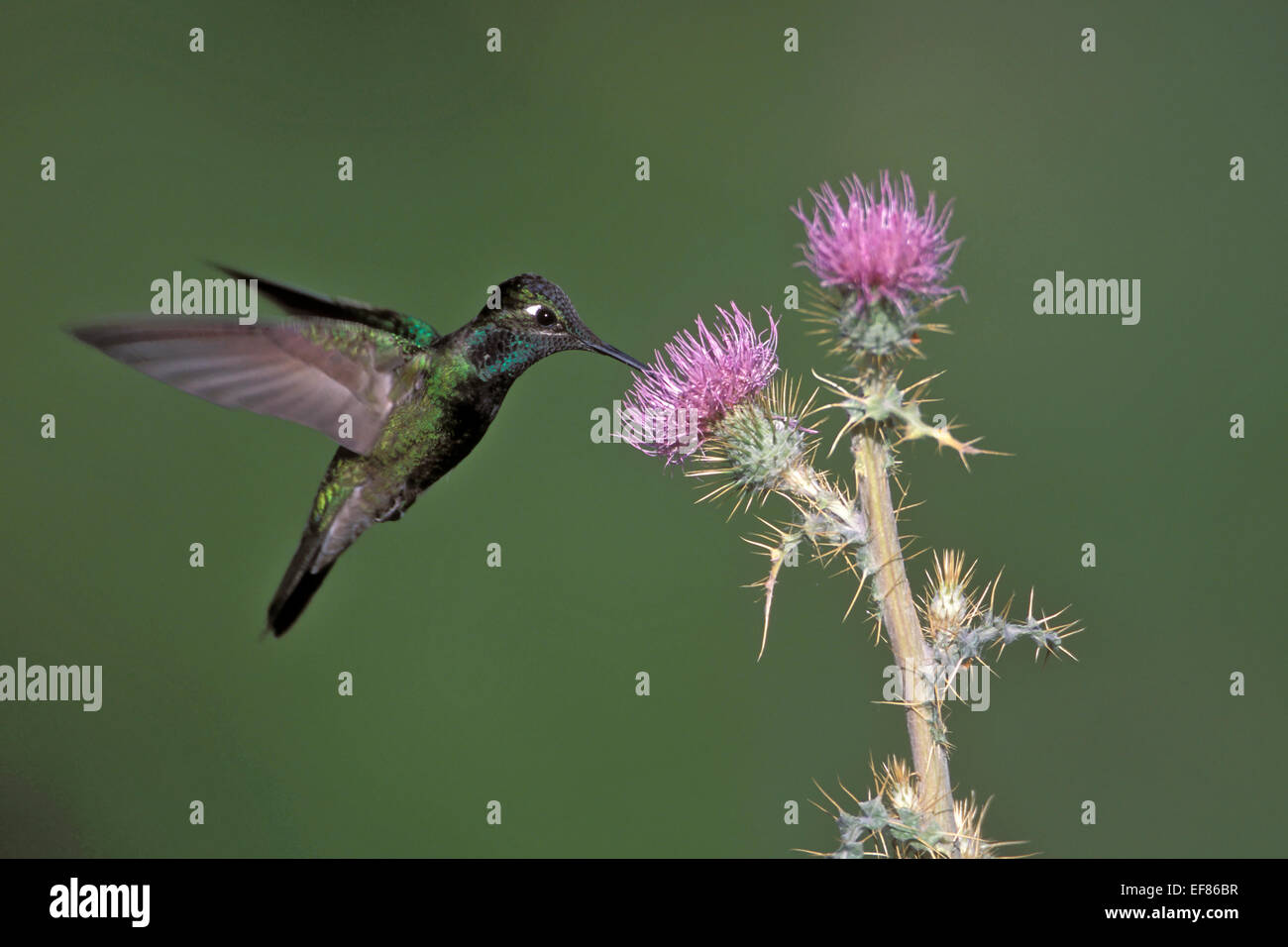 Magnificent Hummingbird - Eugenes fulgens - male Stock Photo - Alamy