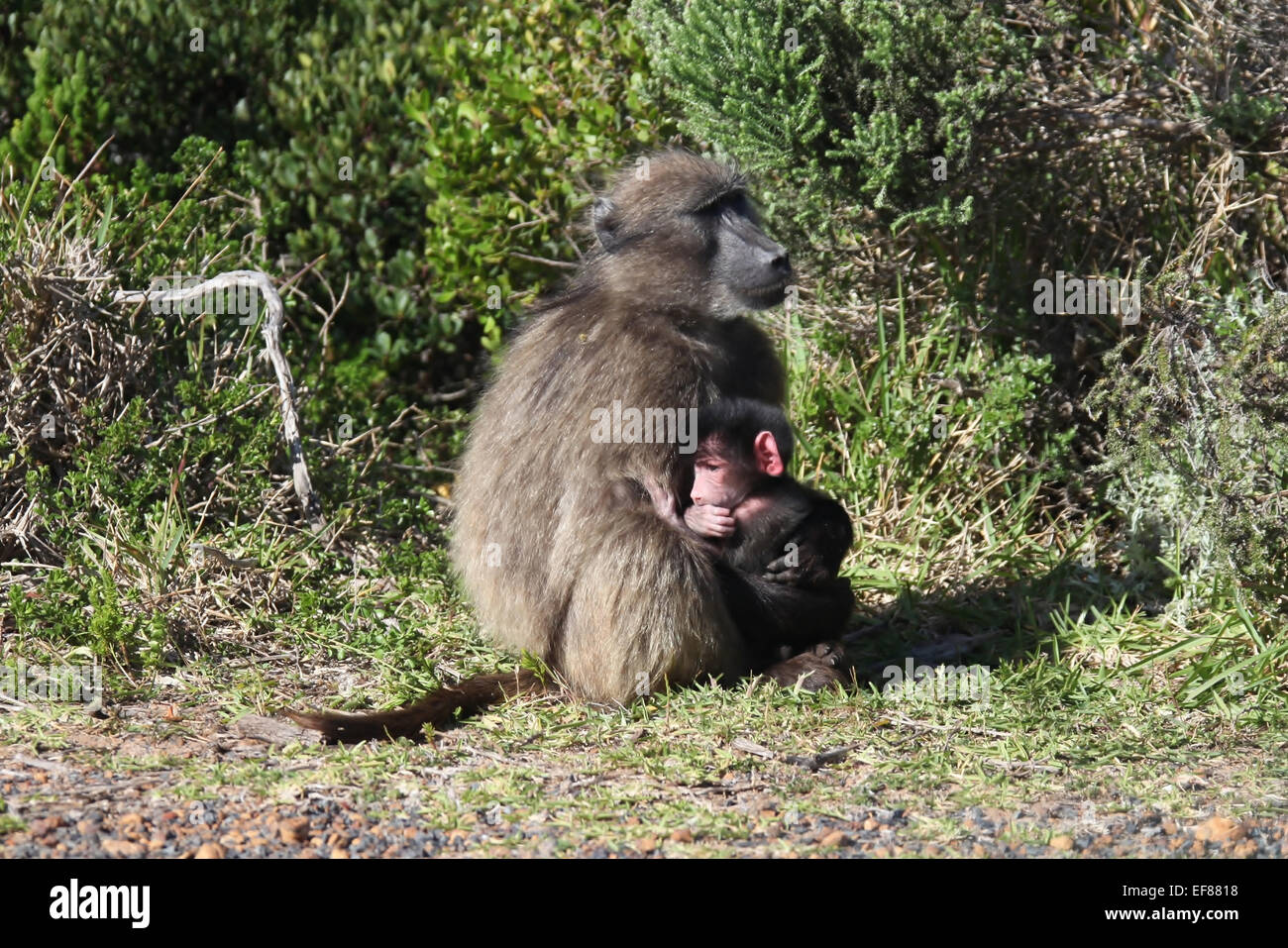 Mother and baby Chacma baboon at the Cape of Good Hope Nature Reserve ...