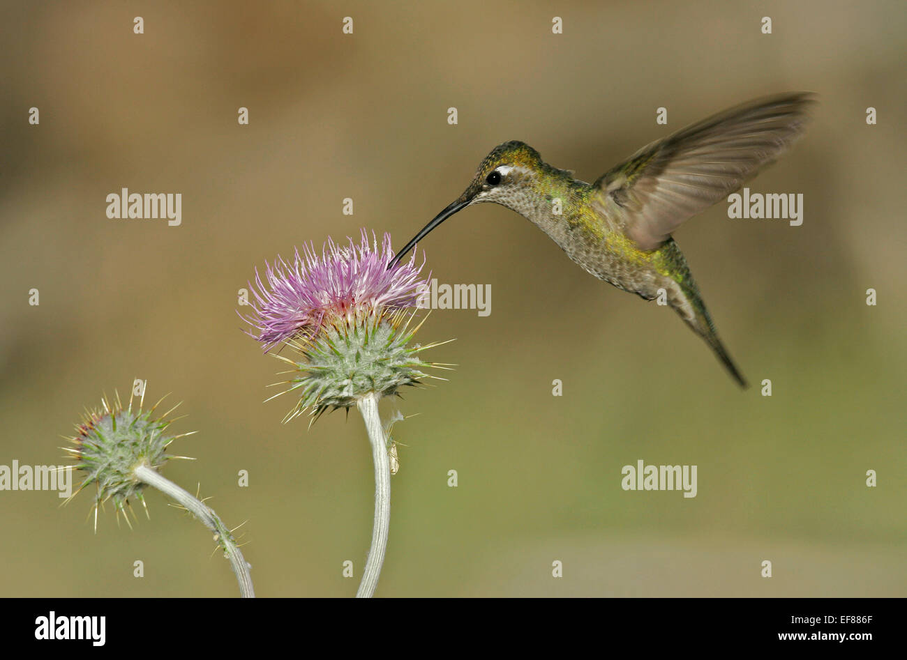 Magnificent Hummingbird - Eugenes fulgens - female Stock Photo - Alamy