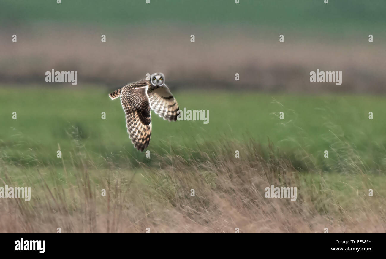 Long eared owls behavior hi-res stock photography and images - Alamy
