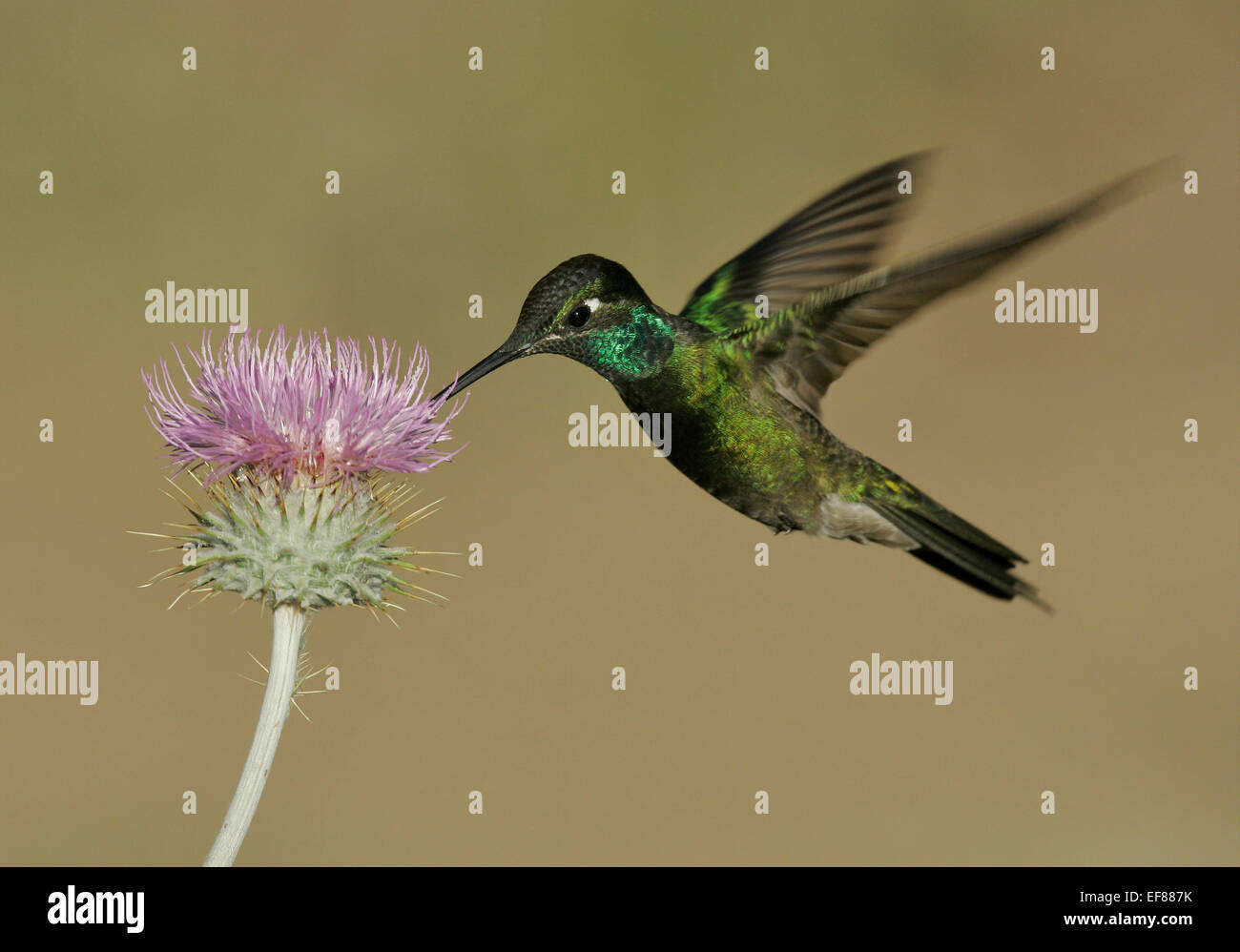 Magnificent Hummingbird - Eugenes fulgens - male Stock Photo - Alamy