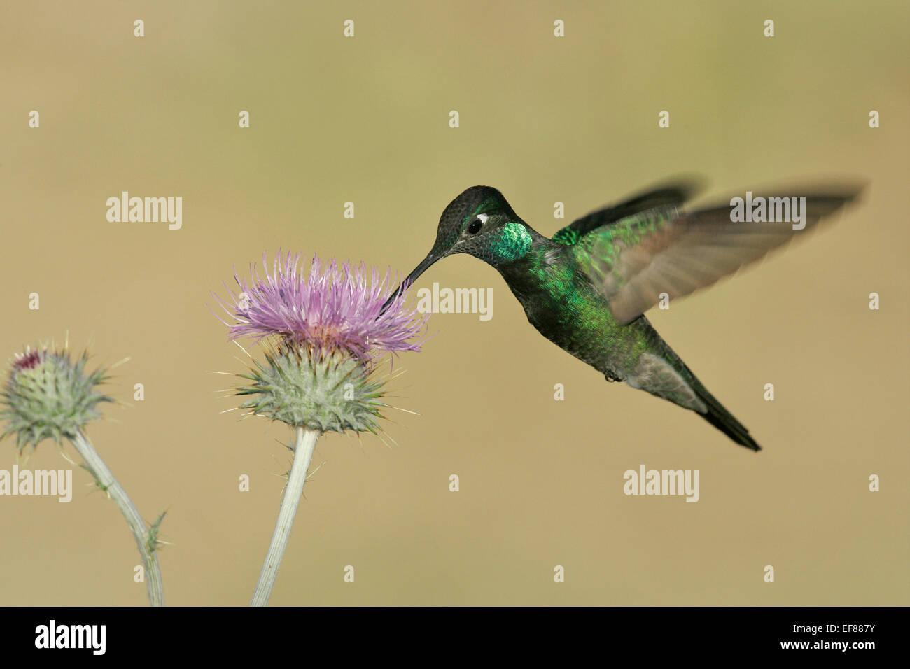 Magnificent Hummingbird - Eugenes fulgens - male Stock Photo - Alamy