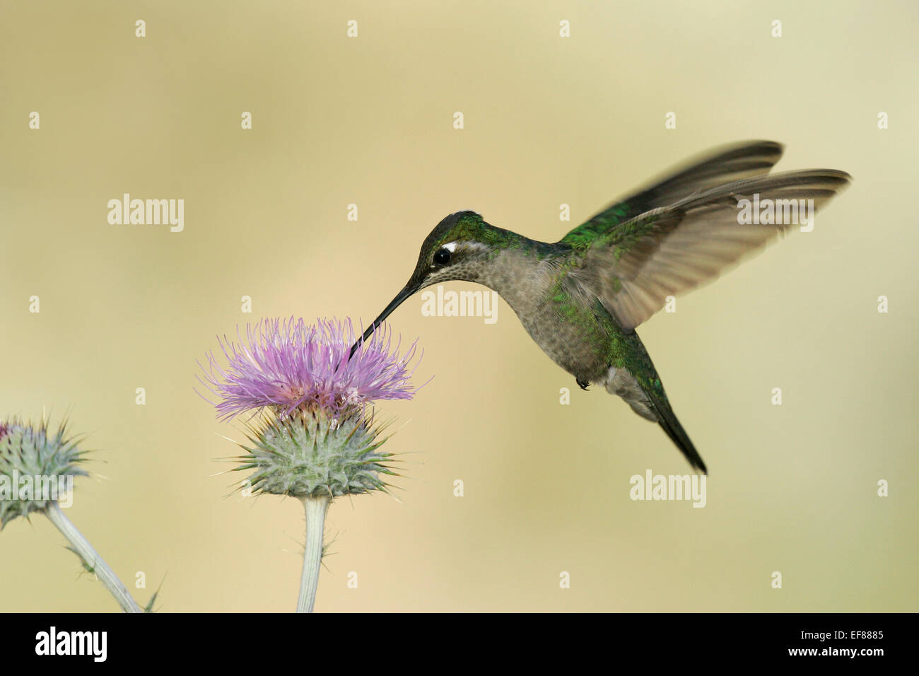 Magnificent Hummingbird - Eugenes fulgens - female Stock Photo - Alamy