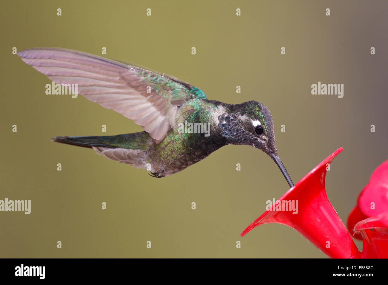Magnificent Hummingbird - Eugenes fulgens - male Stock Photo - Alamy