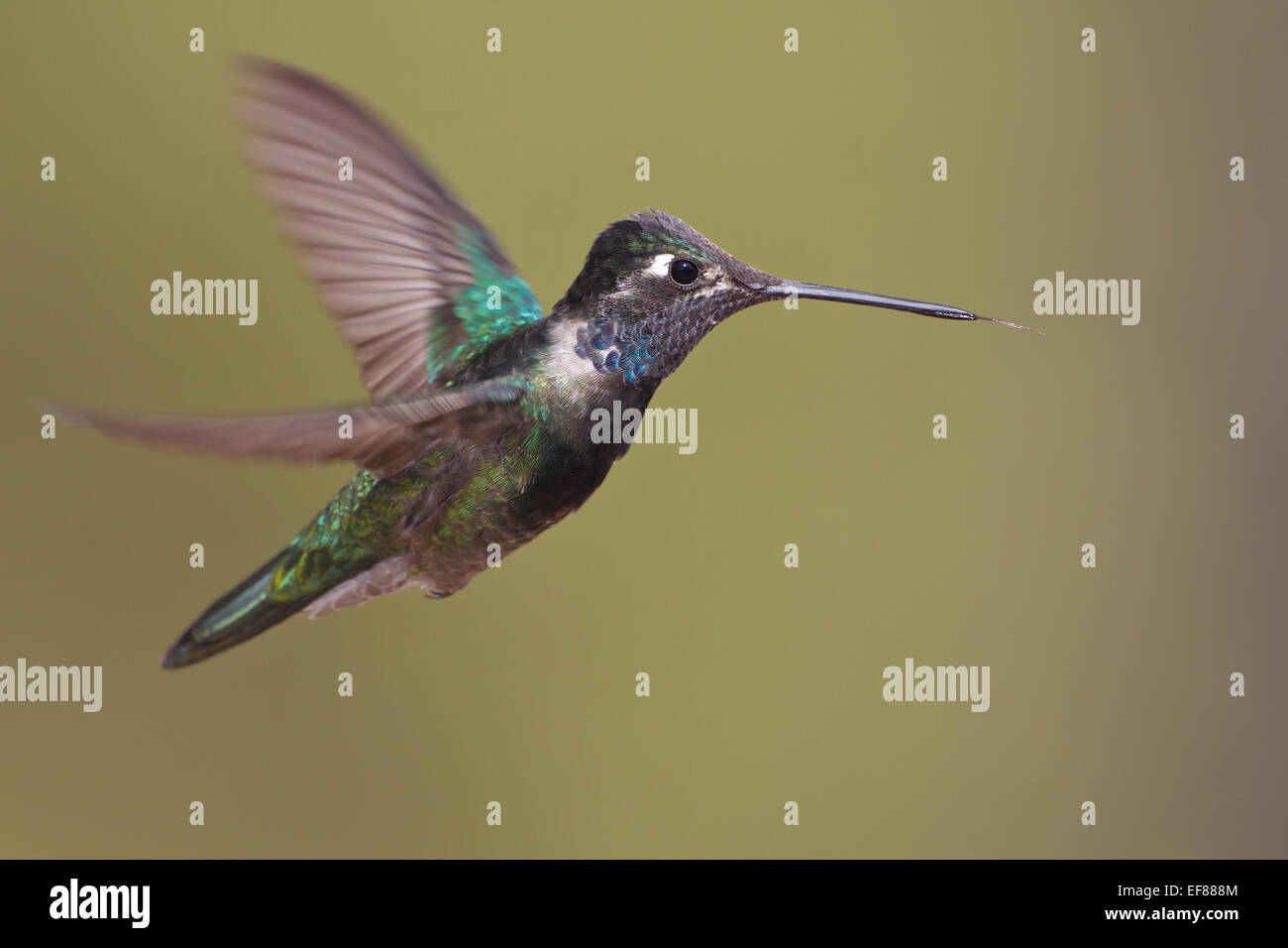 Magnificent Hummingbird - Eugenes fulgens - male Stock Photo - Alamy