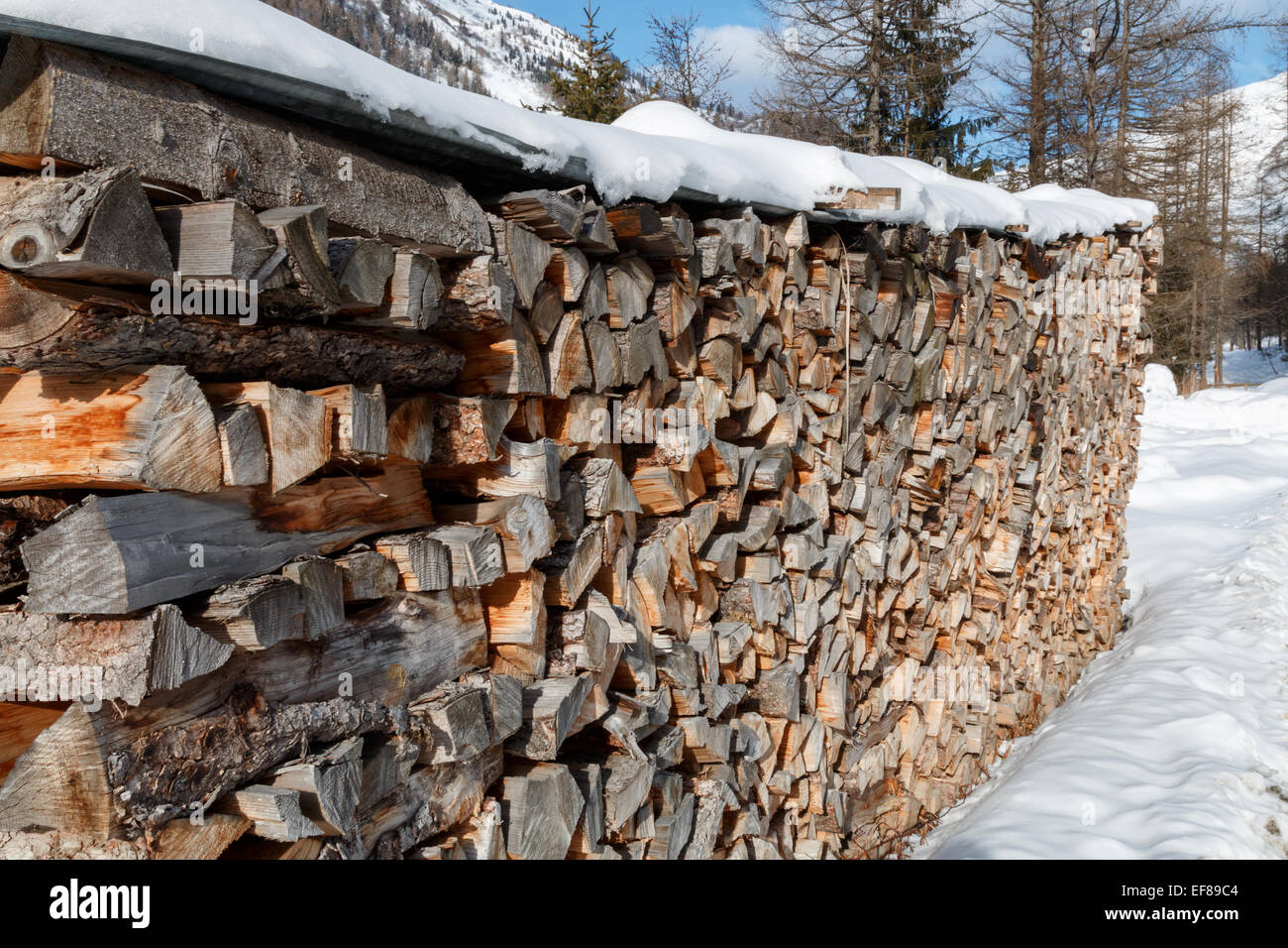 Cut firewood winter fuel log pile in an alpine setting. Stacked with ...