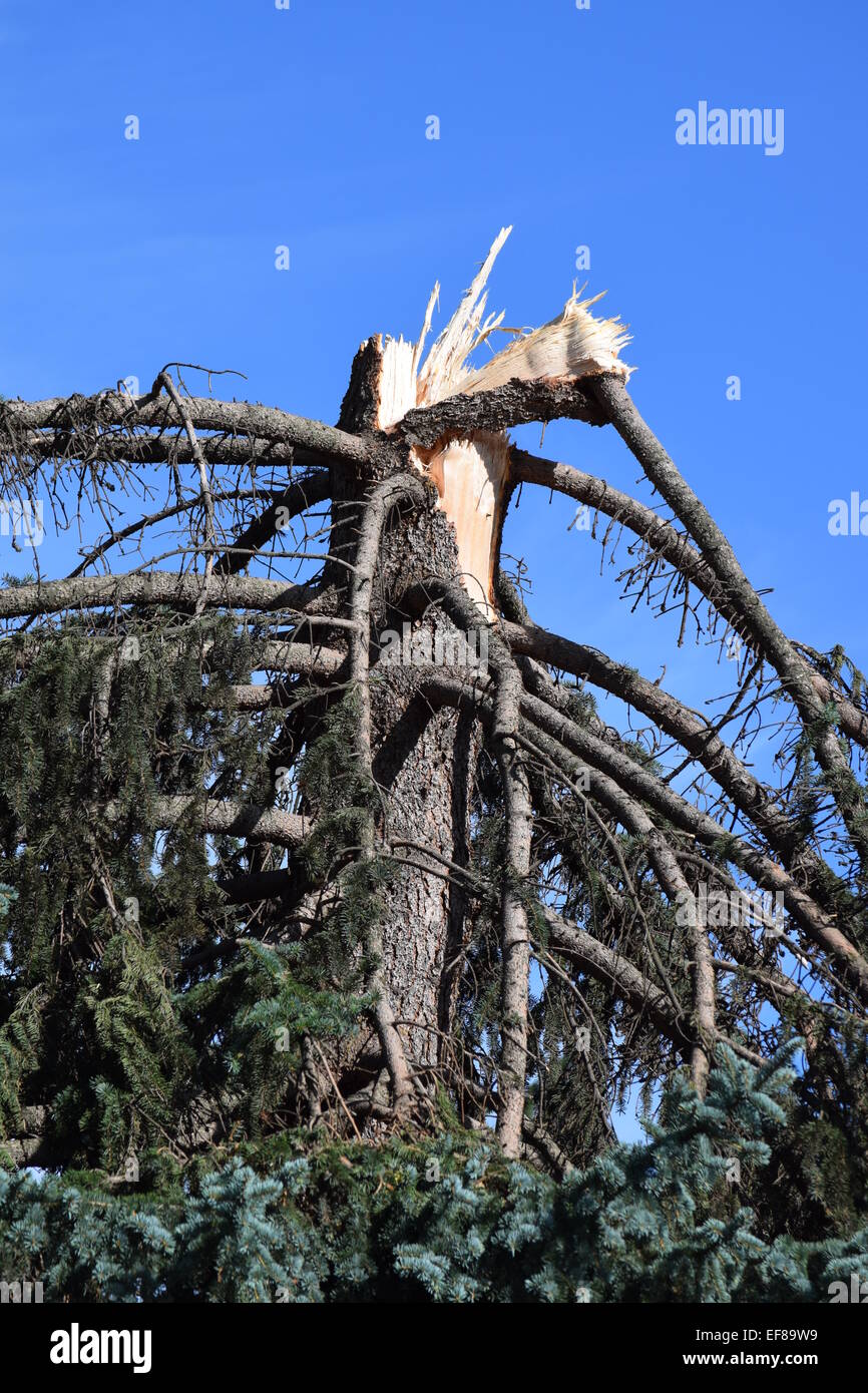 Wind damaged tree hi-res stock photography and images - Alamy