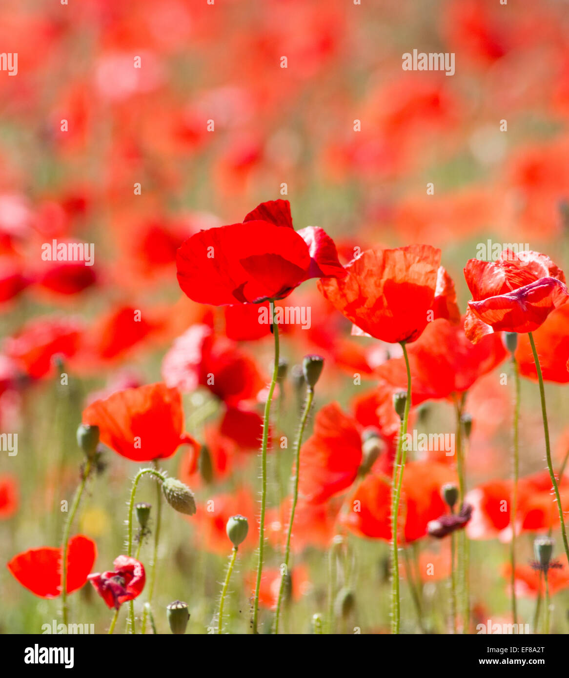 Beautiful wild red poppies hi-res stock photography and images - Alamy