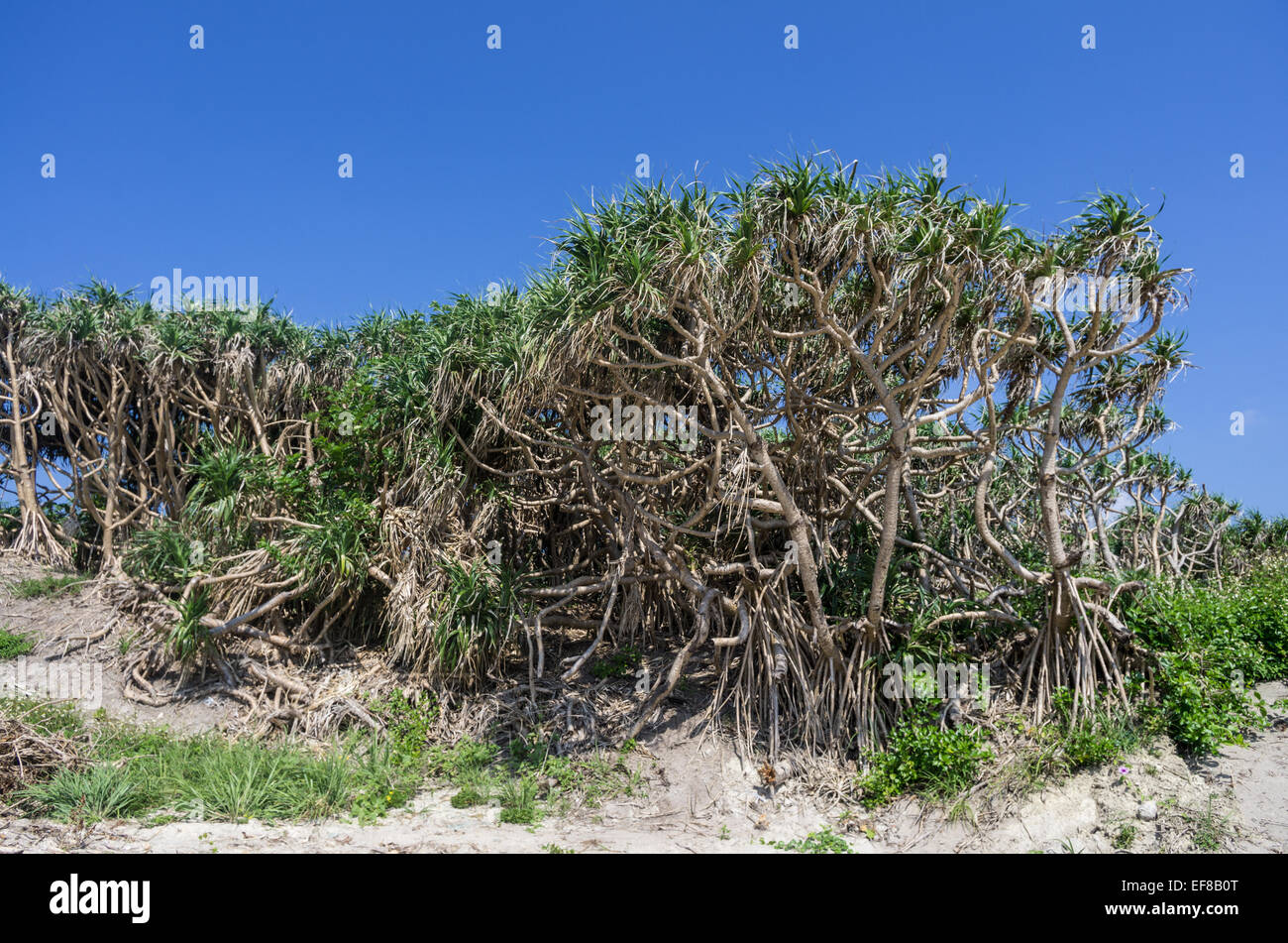 Adan (Pandanus) growing on the coast of Tokashiki Island, Okinawa ...