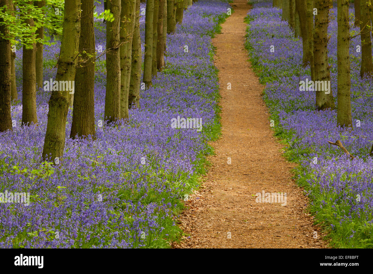 Bluebells, Dockey Woods, Ashridge Estate, Hertfordshire, England Stock ...