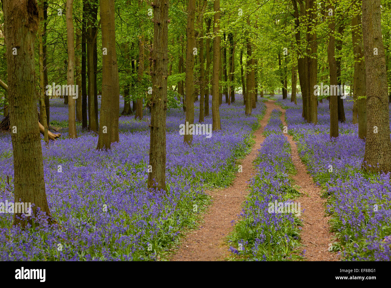 Bluebells woods ashridge hertfordshire england hi-res stock photography ...