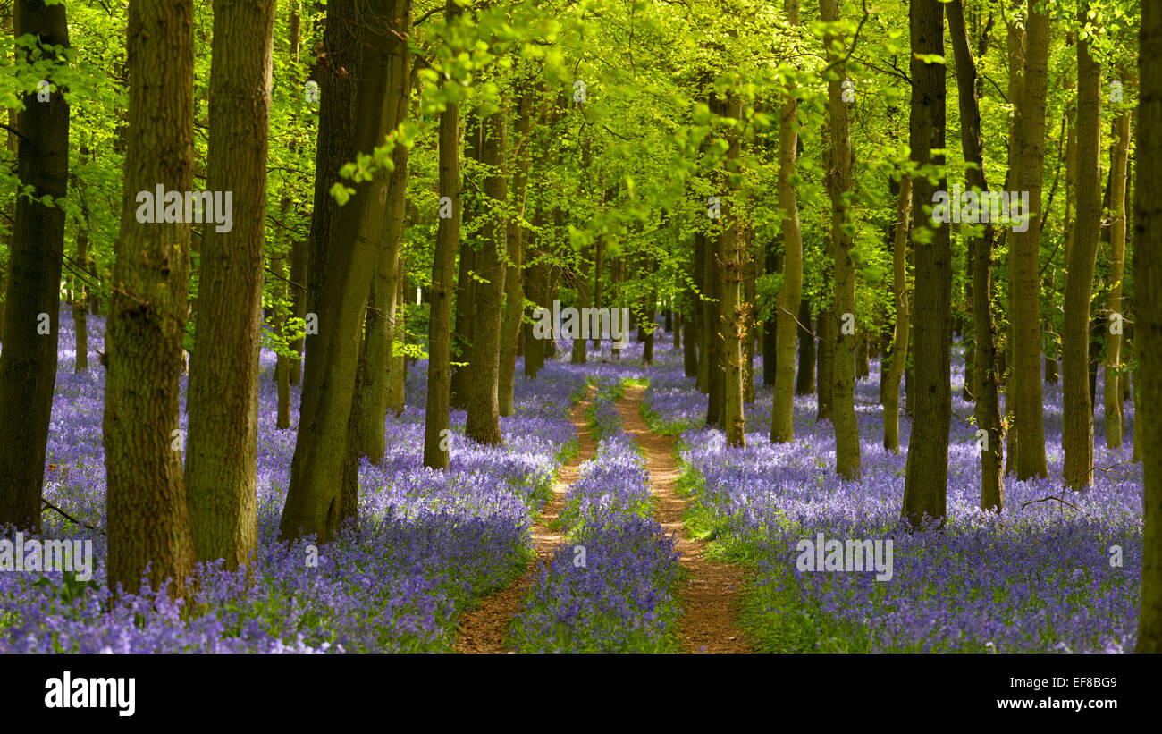 Bluebells, Dockey Woods, Ashridge Estate, Hertfordshire, England Stock ...