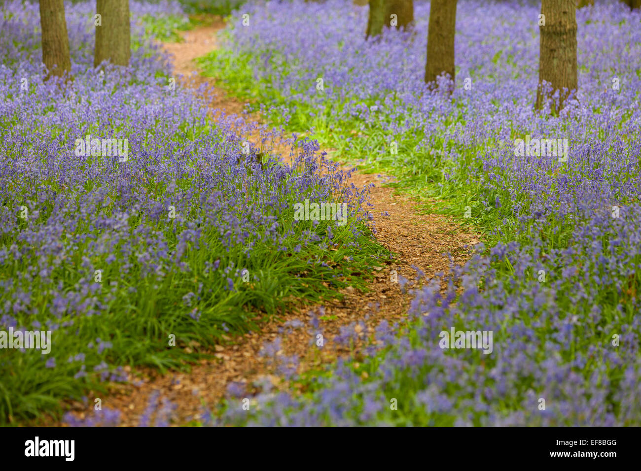 Bluebells, Dockey Woods, Ashridge Estate, Hertfordshire, England Stock ...
