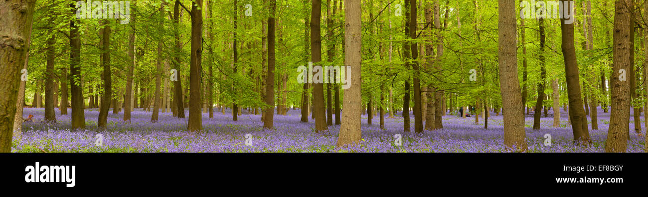 Bluebells, Dockey Woods, Ashridge Estate, Hertfordshire, England Stock ...