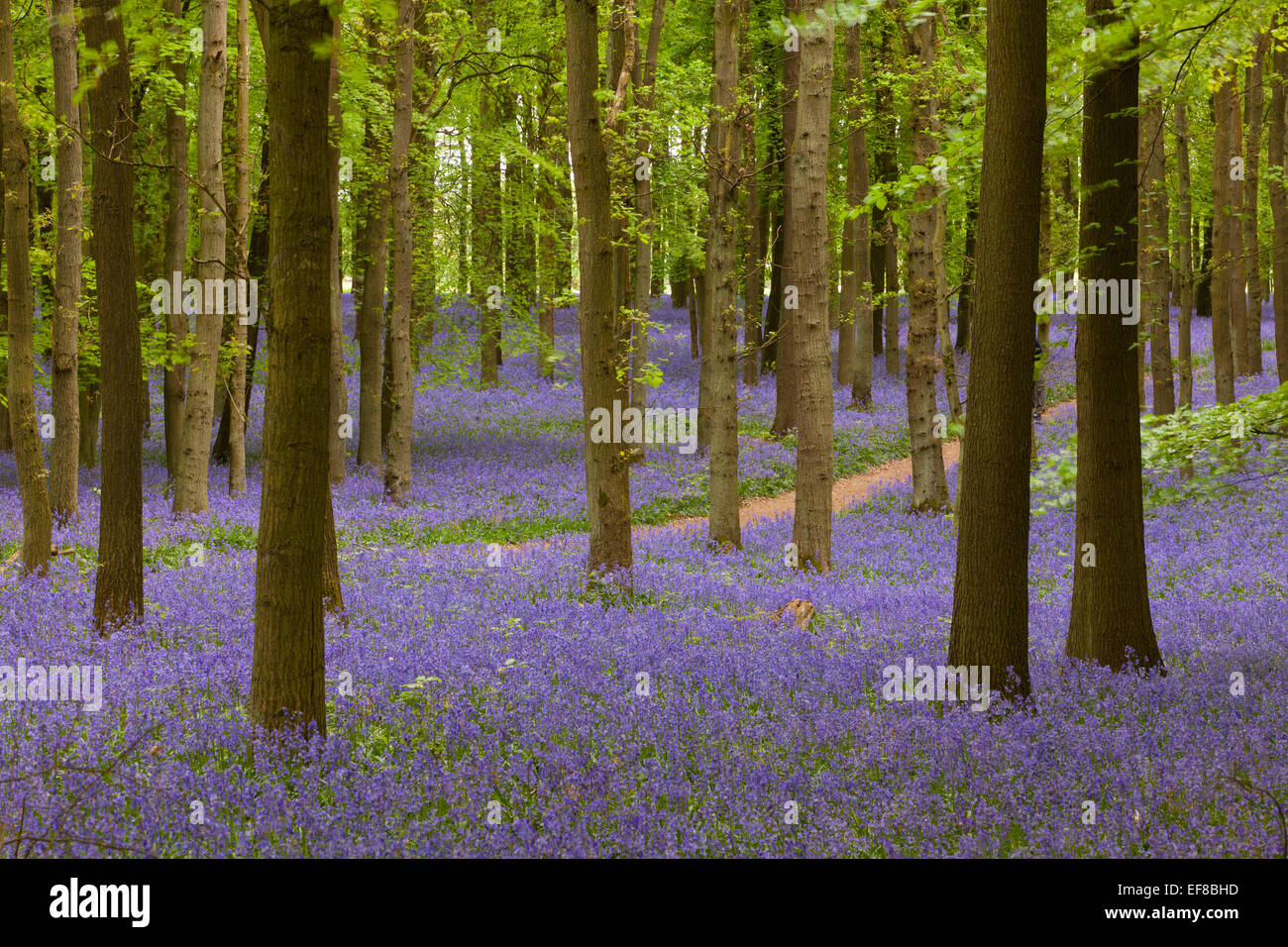 Bluebells, Dockey Woods, Ashridge Estate, Hertfordshire, England Stock ...