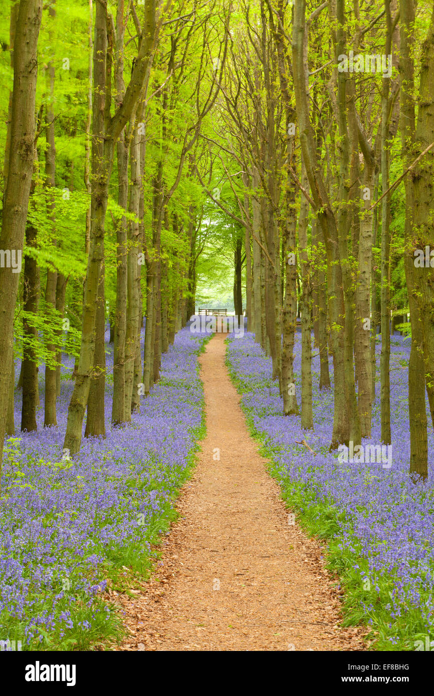Bluebells, Dockey Woods, Ashridge Estate, Hertfordshire, England Stock ...