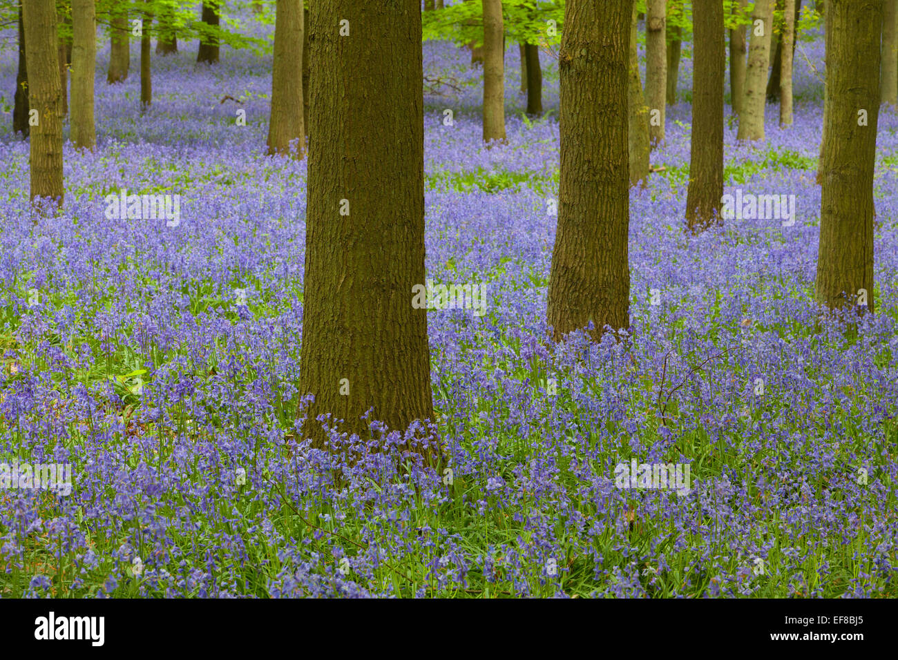 Bluebells, Dockey Woods, Ashridge Estate, Hertfordshire, England Stock ...