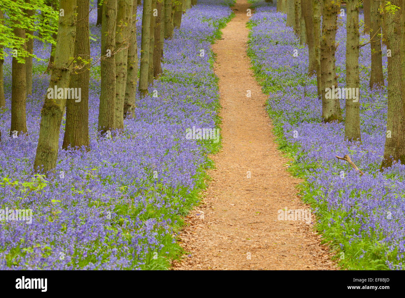 Bluebells, Dockey Woods, Ashridge Estate, Hertfordshire, England Stock ...