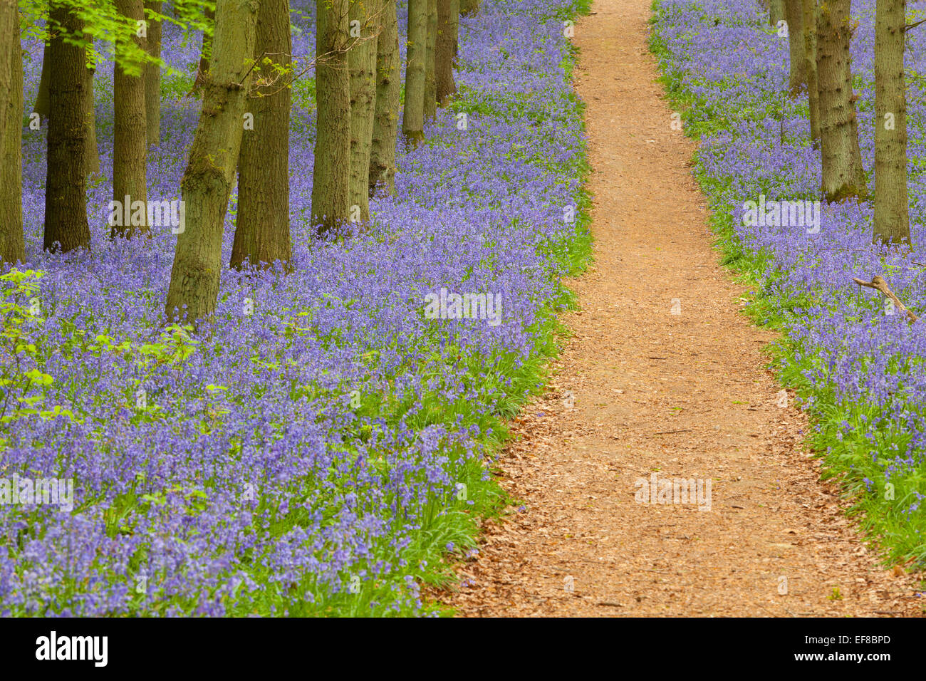 Bluebells, Dockey Woods, Ashridge Estate, Hertfordshire, England Stock ...