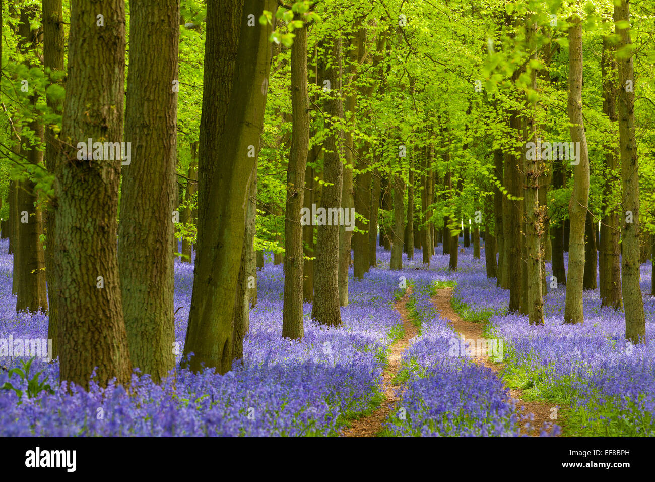 Bluebells, Dockey Woods, Ashridge Estate, Hertfordshire, England Stock ...