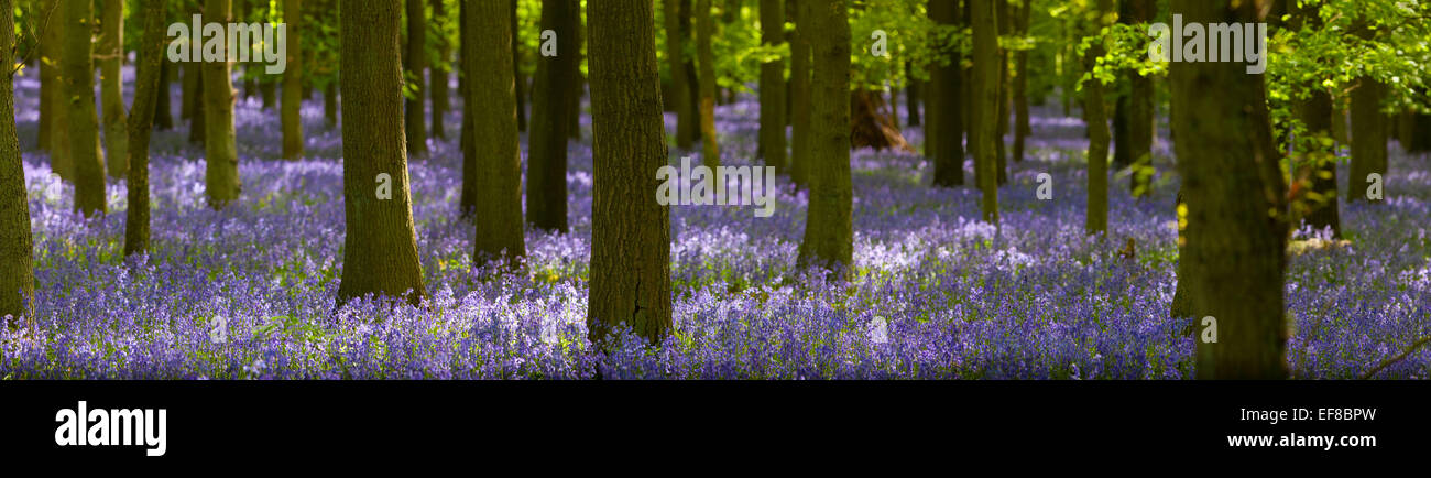 Bluebells, Dockey Woods, Ashridge Estate, Hertfordshire, England Stock ...