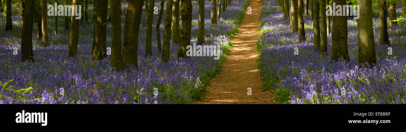 Bluebells, Dockey Woods, Ashridge Estate, Hertfordshire, England Stock ...