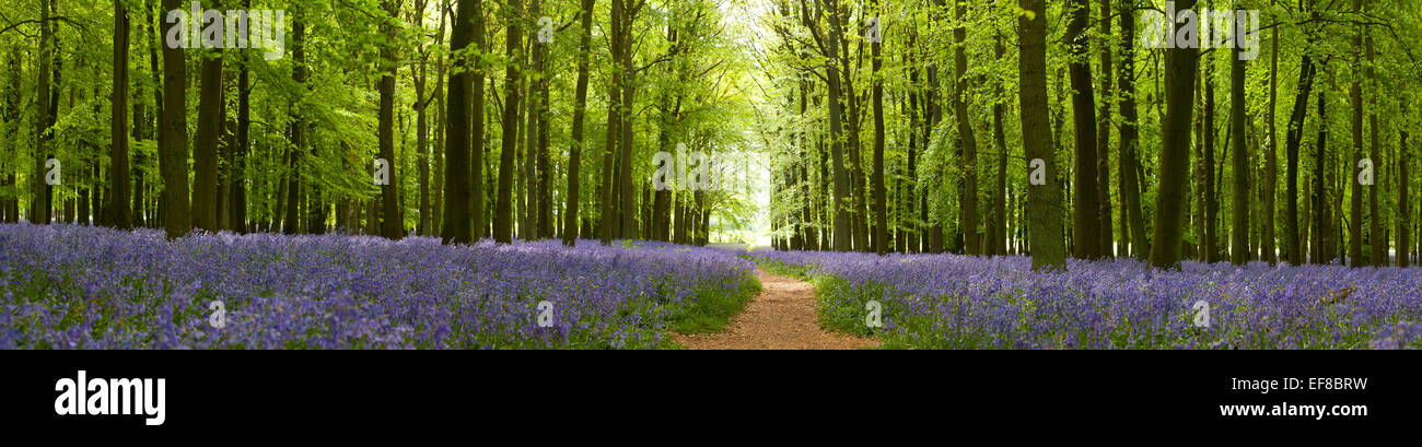 Bluebells, Dockey Woods, Ashridge Estate, Hertfordshire, England Stock ...