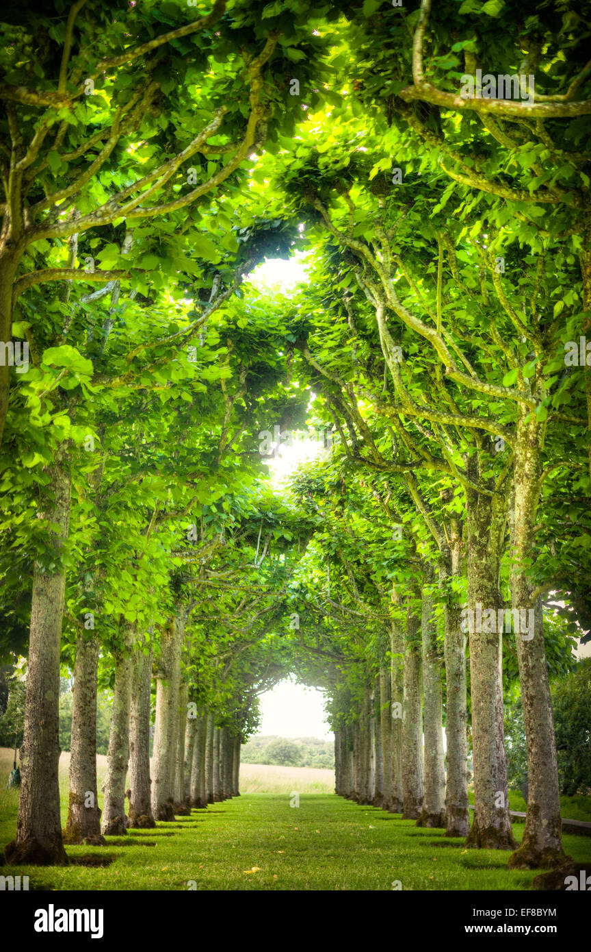 Row of trees, Mottisfont Abbey, Hampshire, England Stock Photo - Alamy