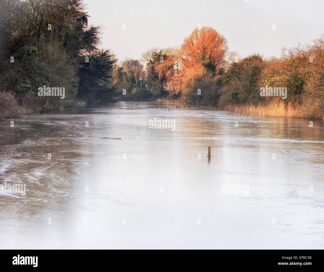 The frozen moat of foxes forest beside the Hilsea Lines fortifications ...