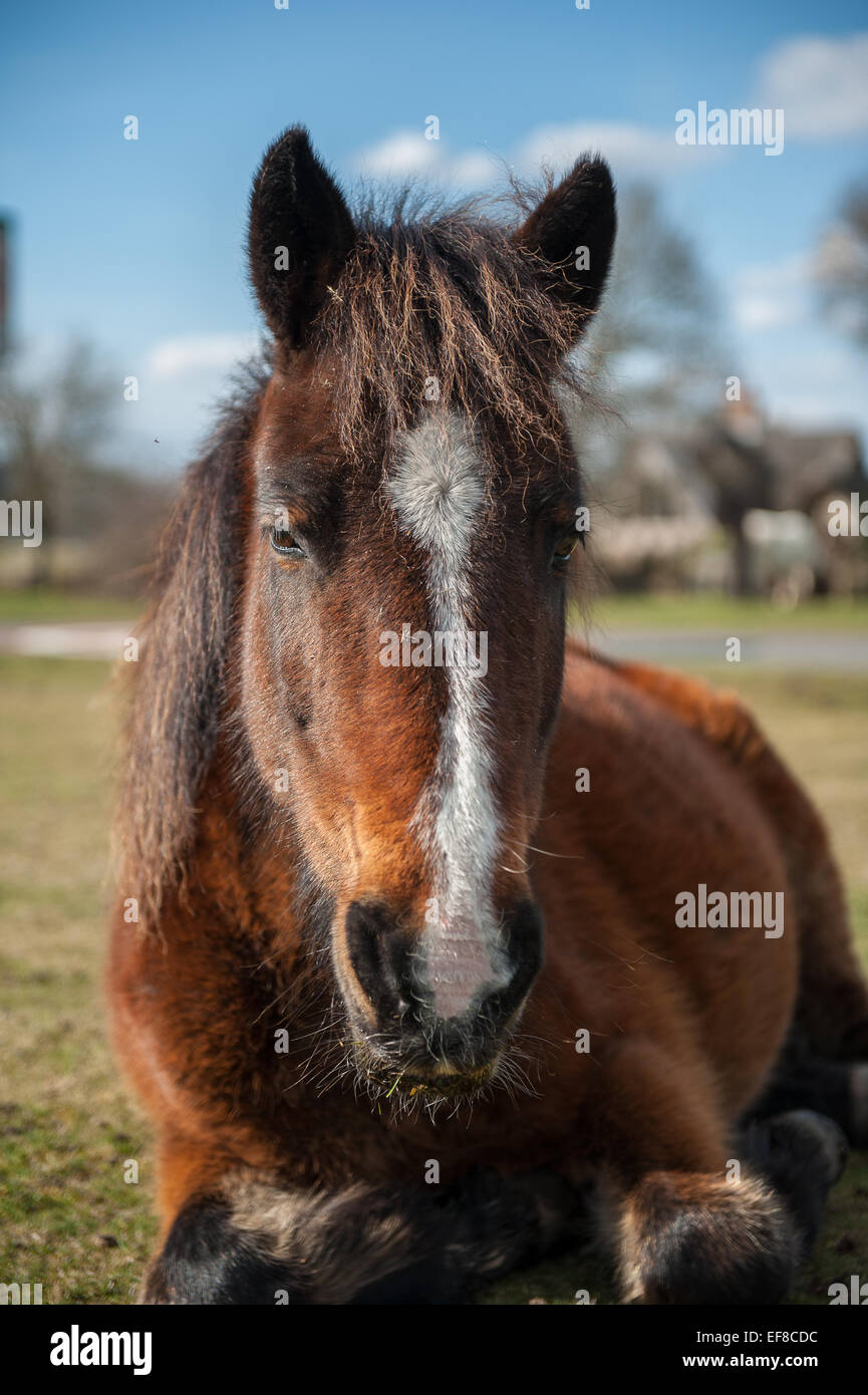 The New Forest pony is one of the recognised mountain and moorland or ...