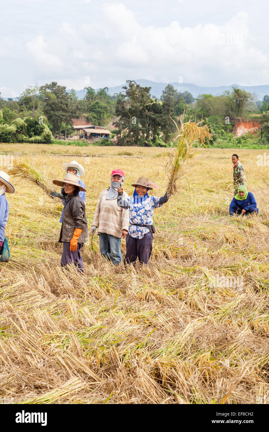 Friendly, happy local Thai people harvesting rice from a paddy field on ...
