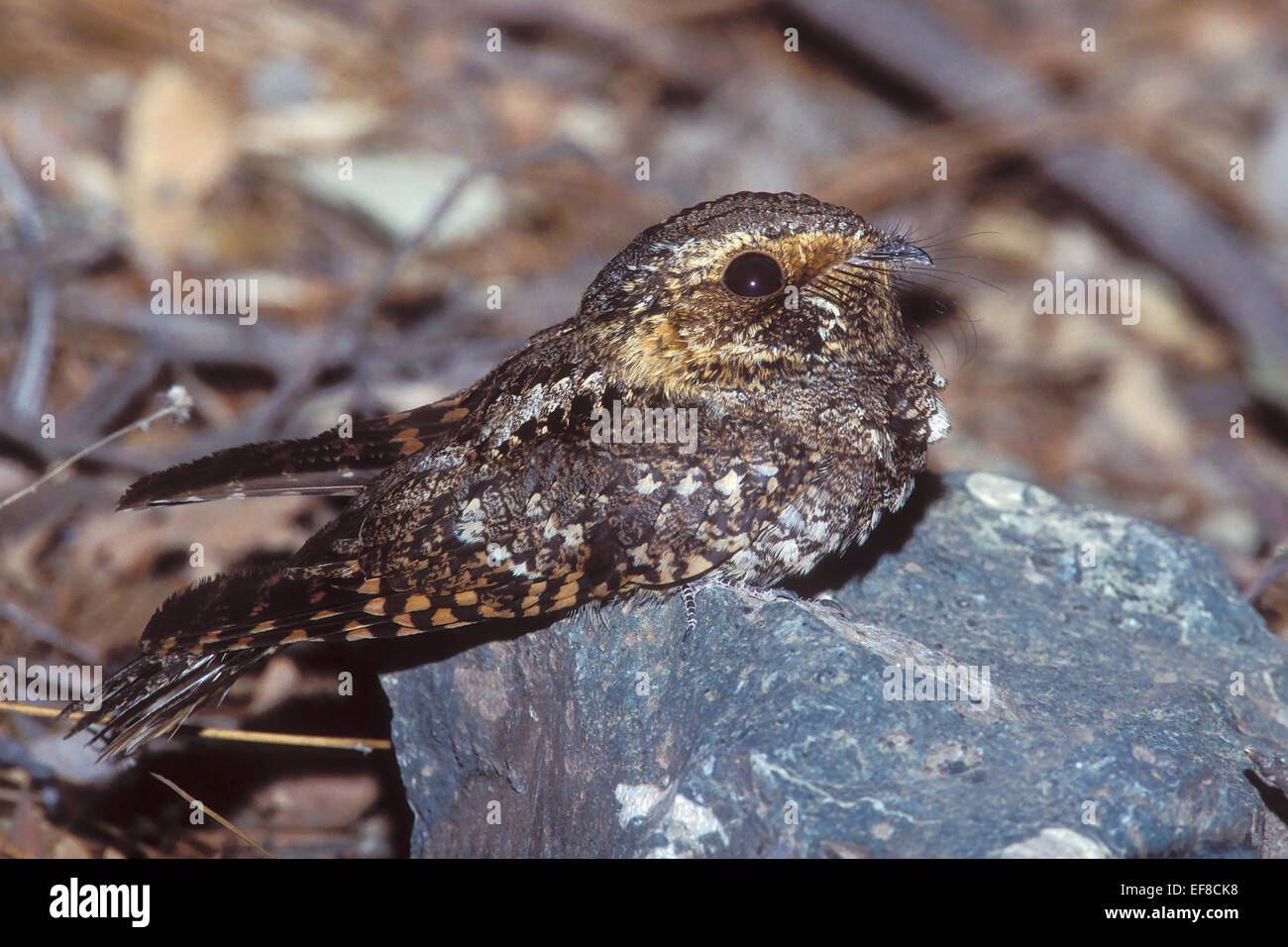 Whippoorwill Sounds Recording
