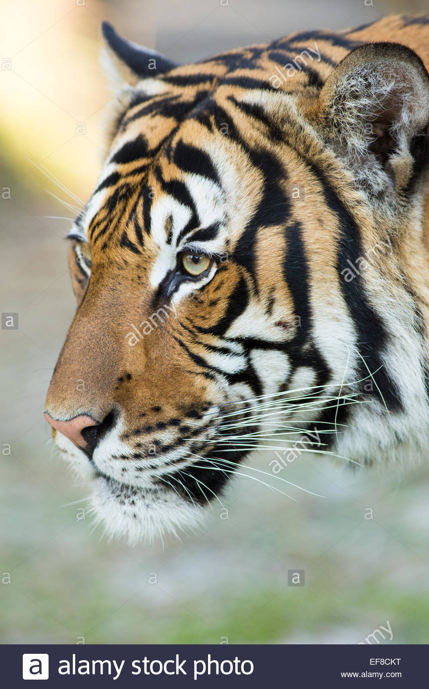Jacksonville Zoo Stock Photos & Jacksonville Zoo Stock Images - Alamy