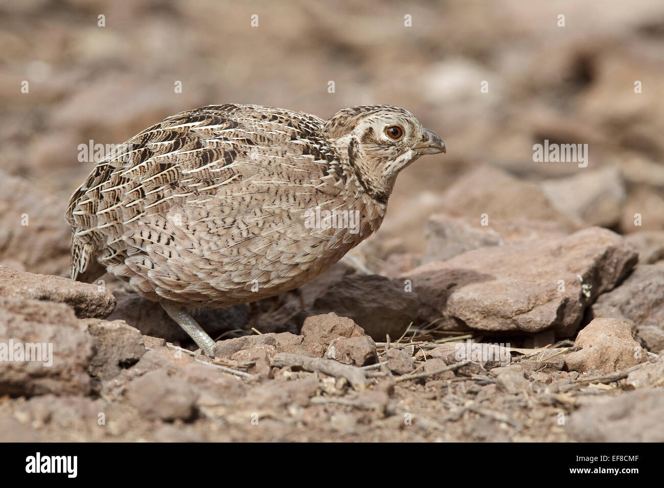 Montezuma quail hi-res stock photography and images - Alamy